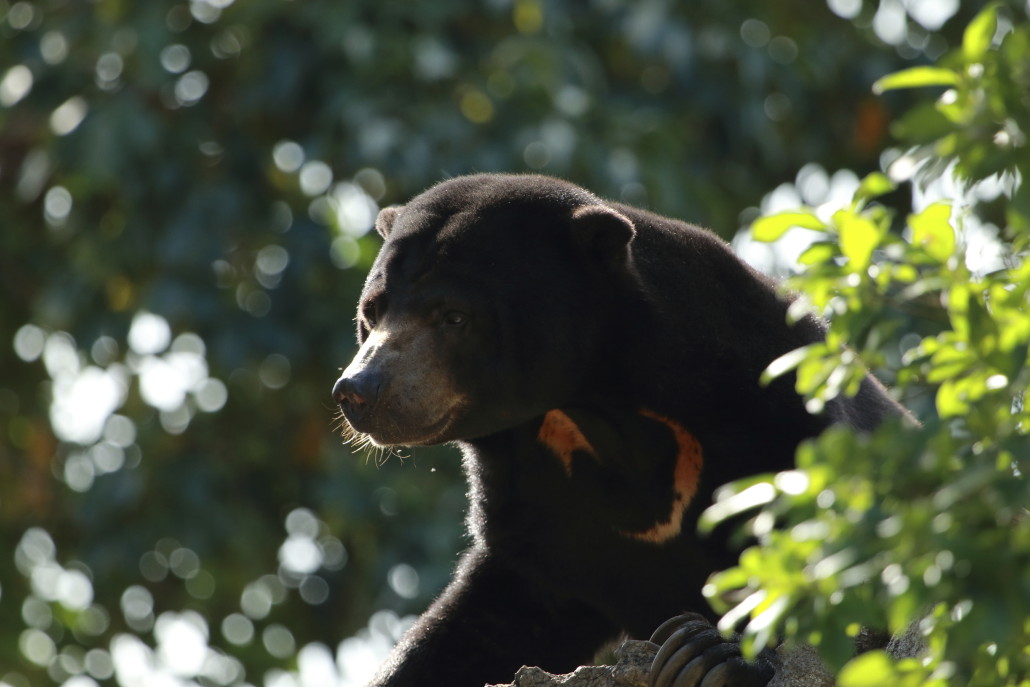 Asian Sun Bear - S.P.E.C.I.E.S.