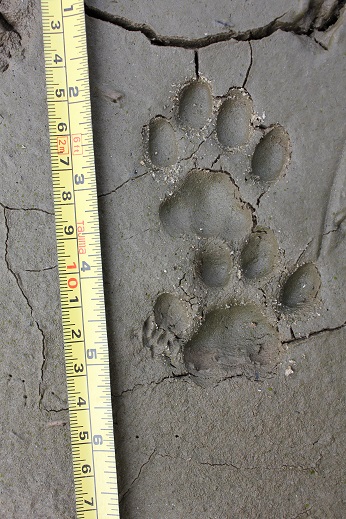 Pugmark_of_Fishing_Cat_small - S.P.E.C.I.E.S.