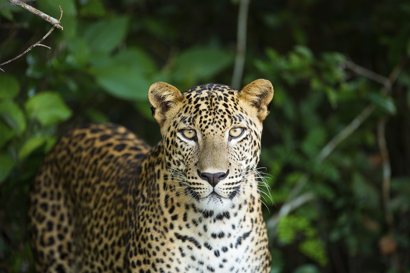 SL_leopard_small - S.P.E.C.I.E.S.