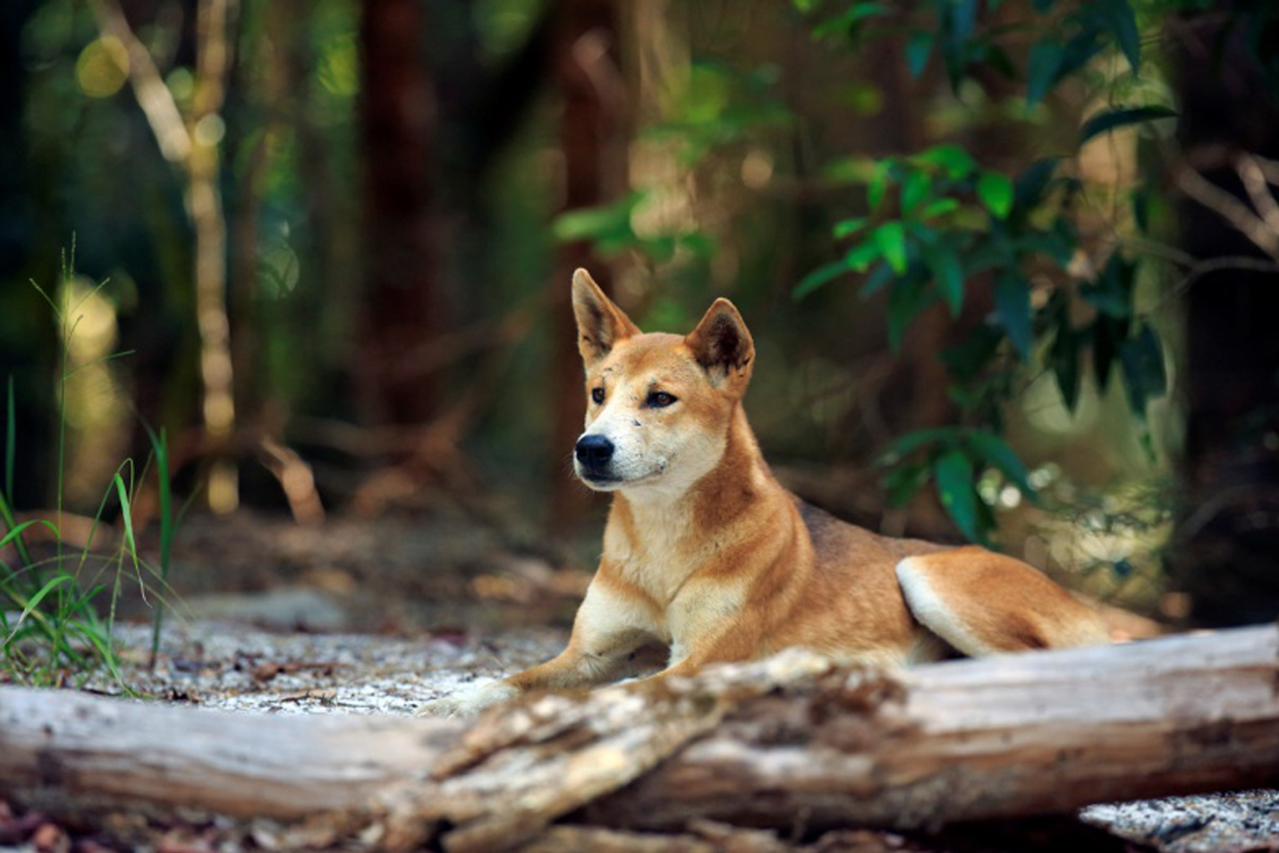 why-carnivore3 - S.P.E.C.I.E.S.