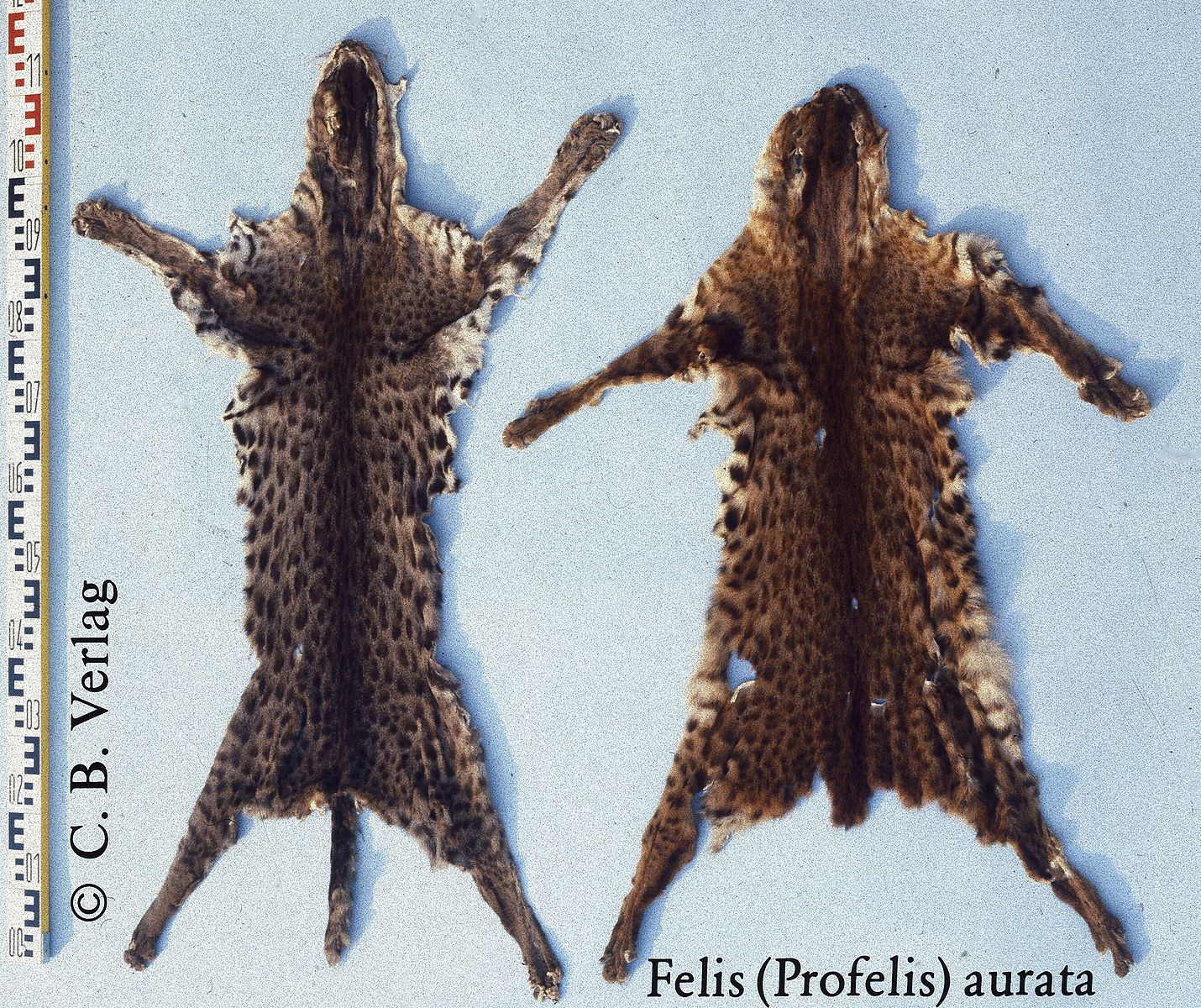 profelis_aurata_african_golden_cat_fur_skins - S.P.E.C.I.E.S.