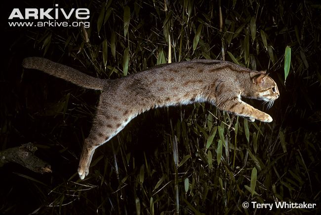 Rusty-spotted cat - S.P.E.C.I.E.S.